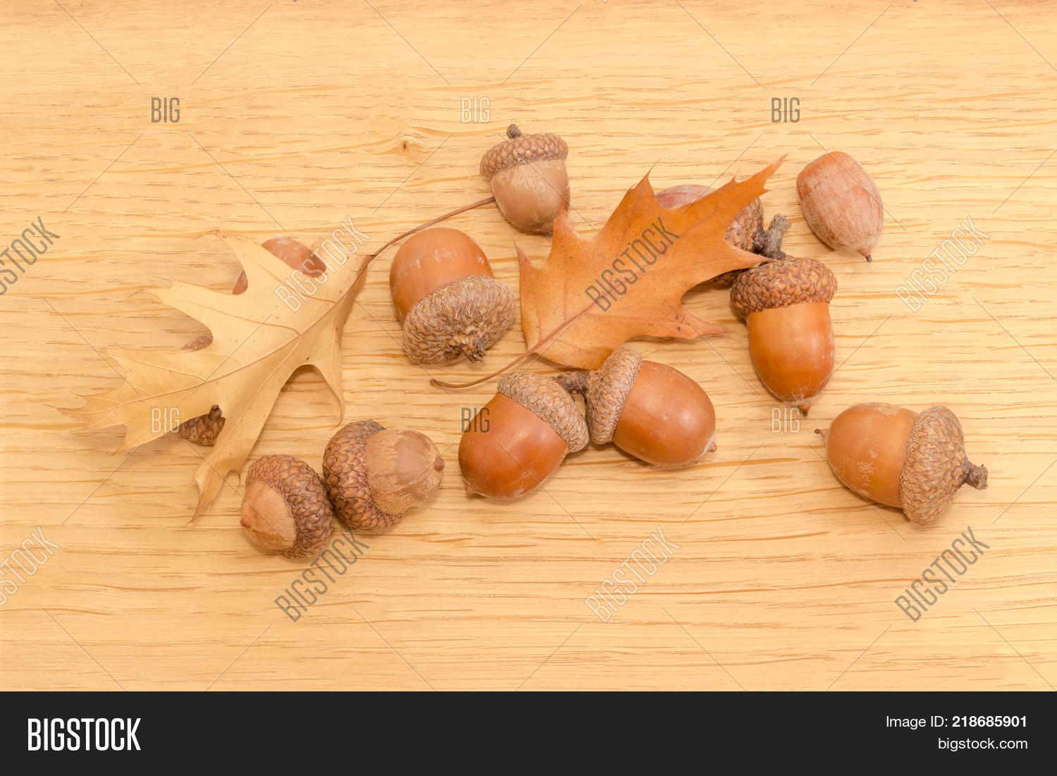 Several Ripe Acorns Image & Photo (Free Trial) | Bigstock