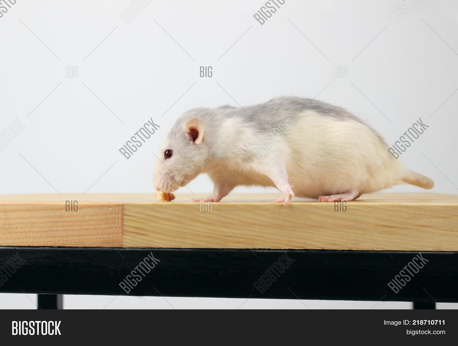 Cute White Rat On Image & Photo (Free Trial) | Bigstock