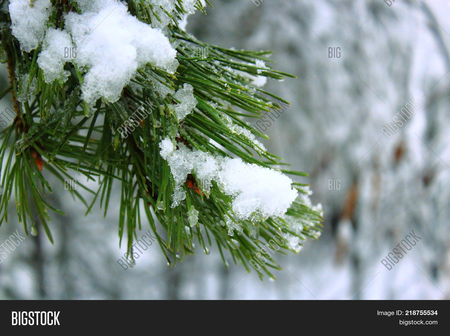 Christmas Tree Snow. Image & Photo (Free Trial) | Bigstock
