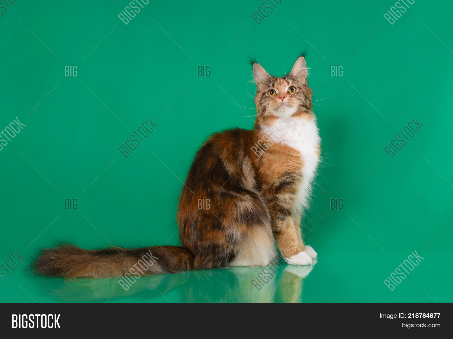 Brown Classic Torbie Image & Photo (Free Trial) | Bigstock