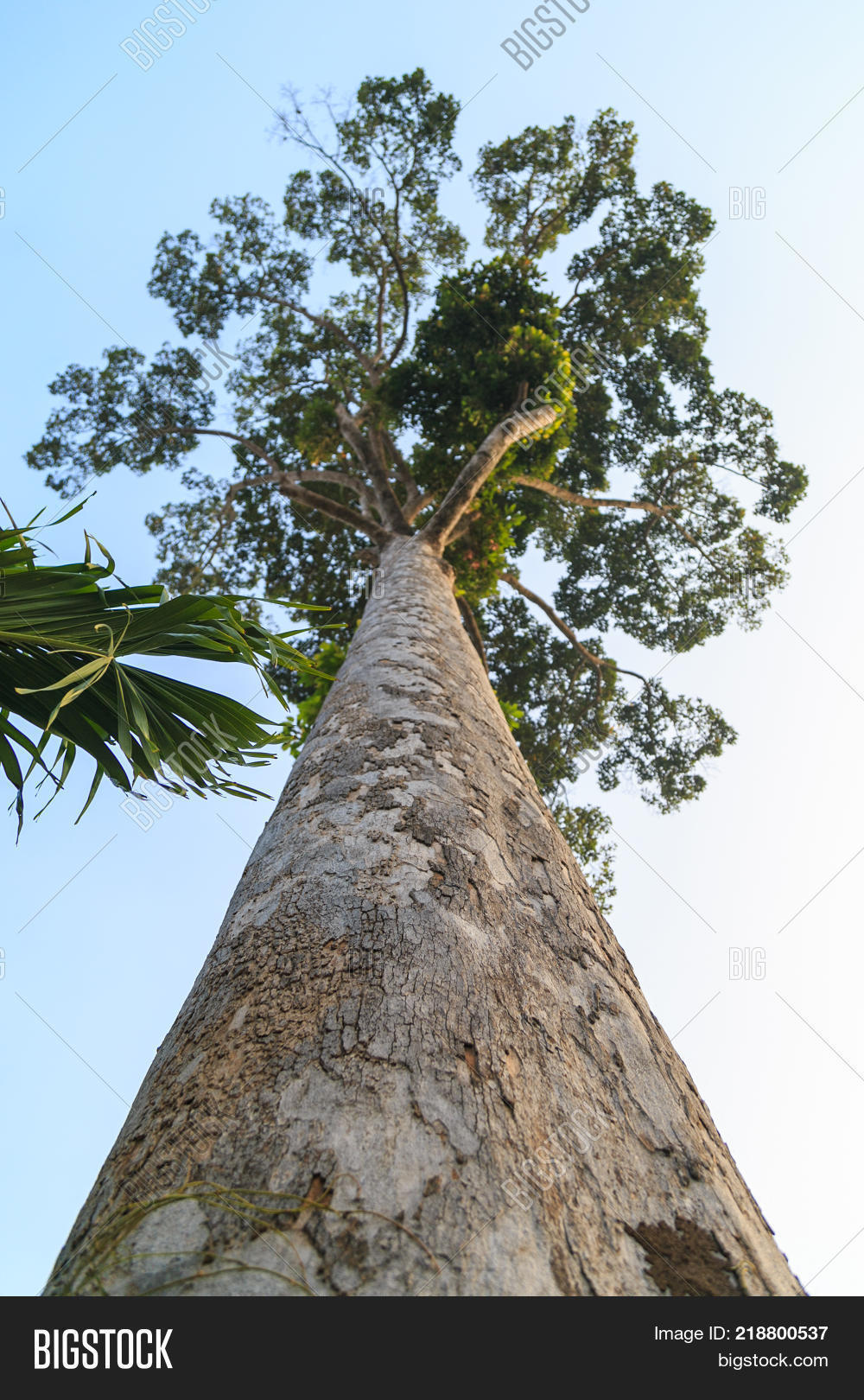 Yang Tree Image & Photo (Free Trial) | Bigstock