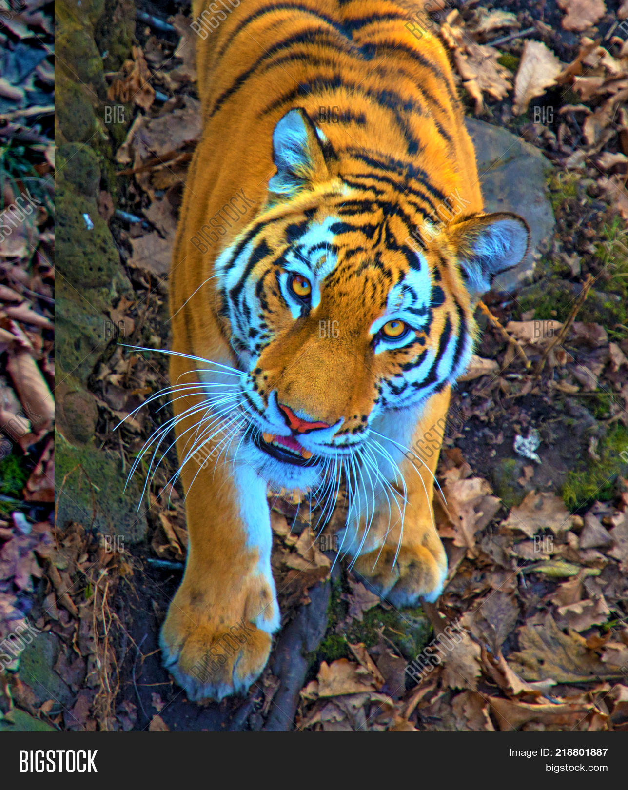 Great Siberian Tiger, Image & Photo (Free Trial) | Bigstock