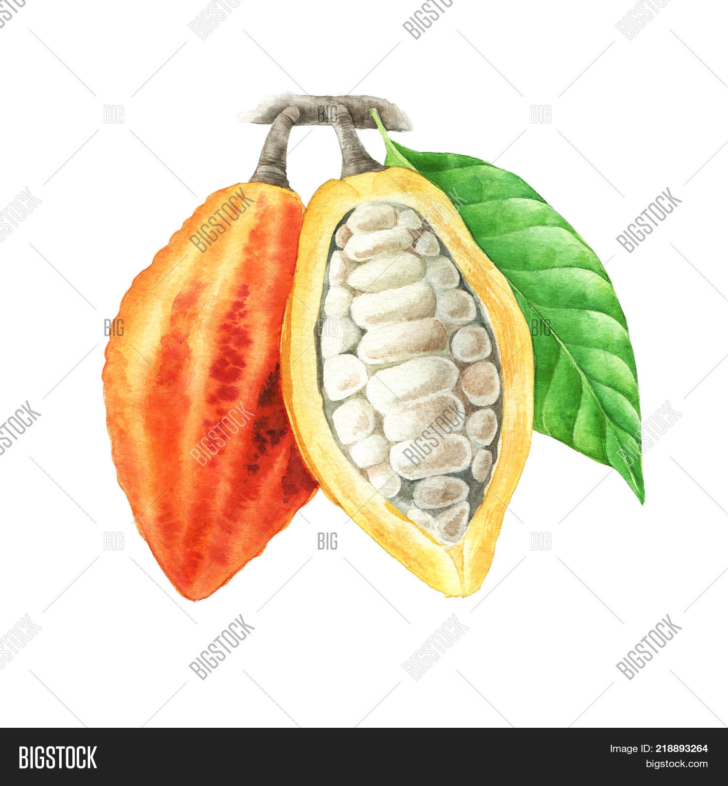 Watercolor Cocoa Pods Image & Photo (Free Trial) | Bigstock