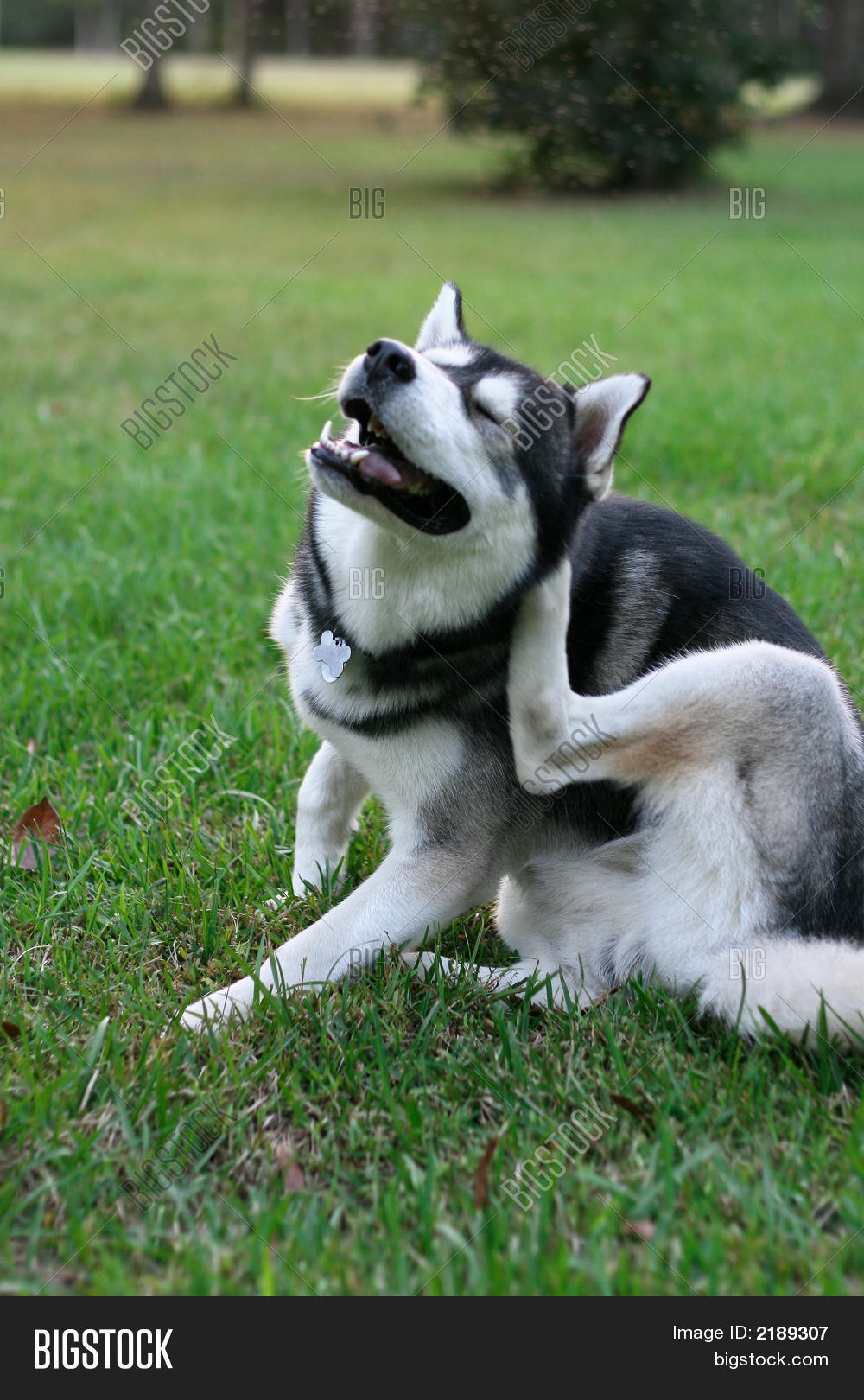 Scratching Fleas Image & Photo (Free Trial) | Bigstock