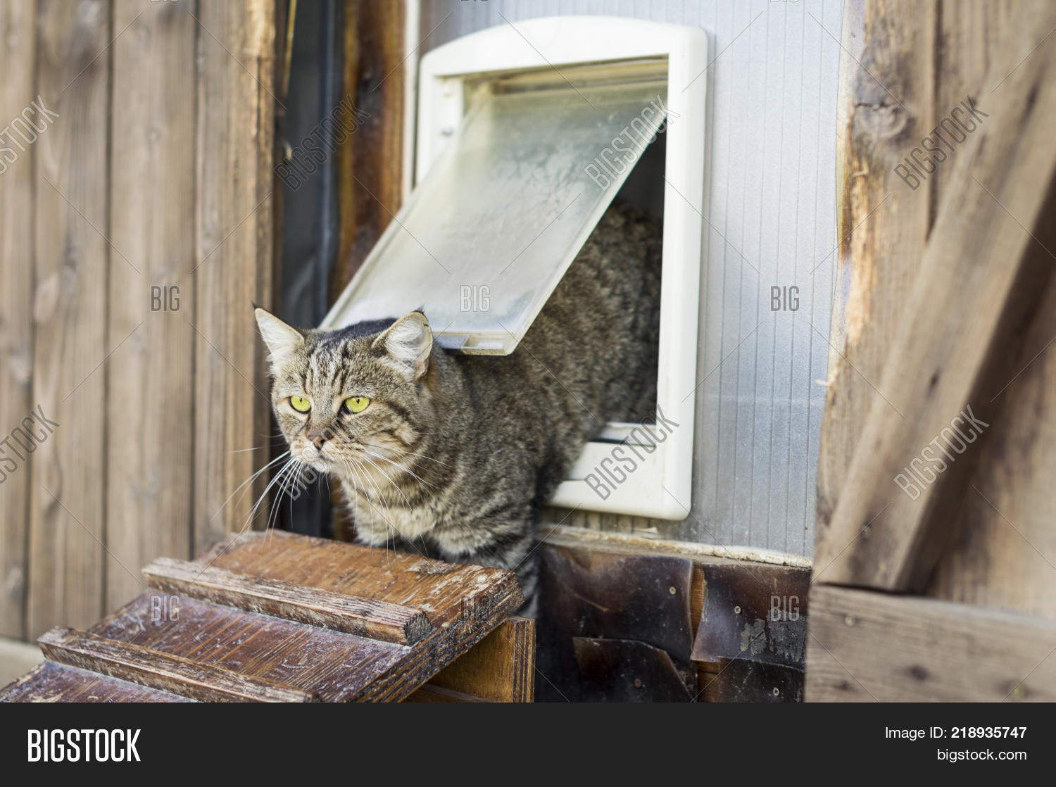 Imagen y foto Cat Escapes Cat (prueba gratis) | Bigstock
