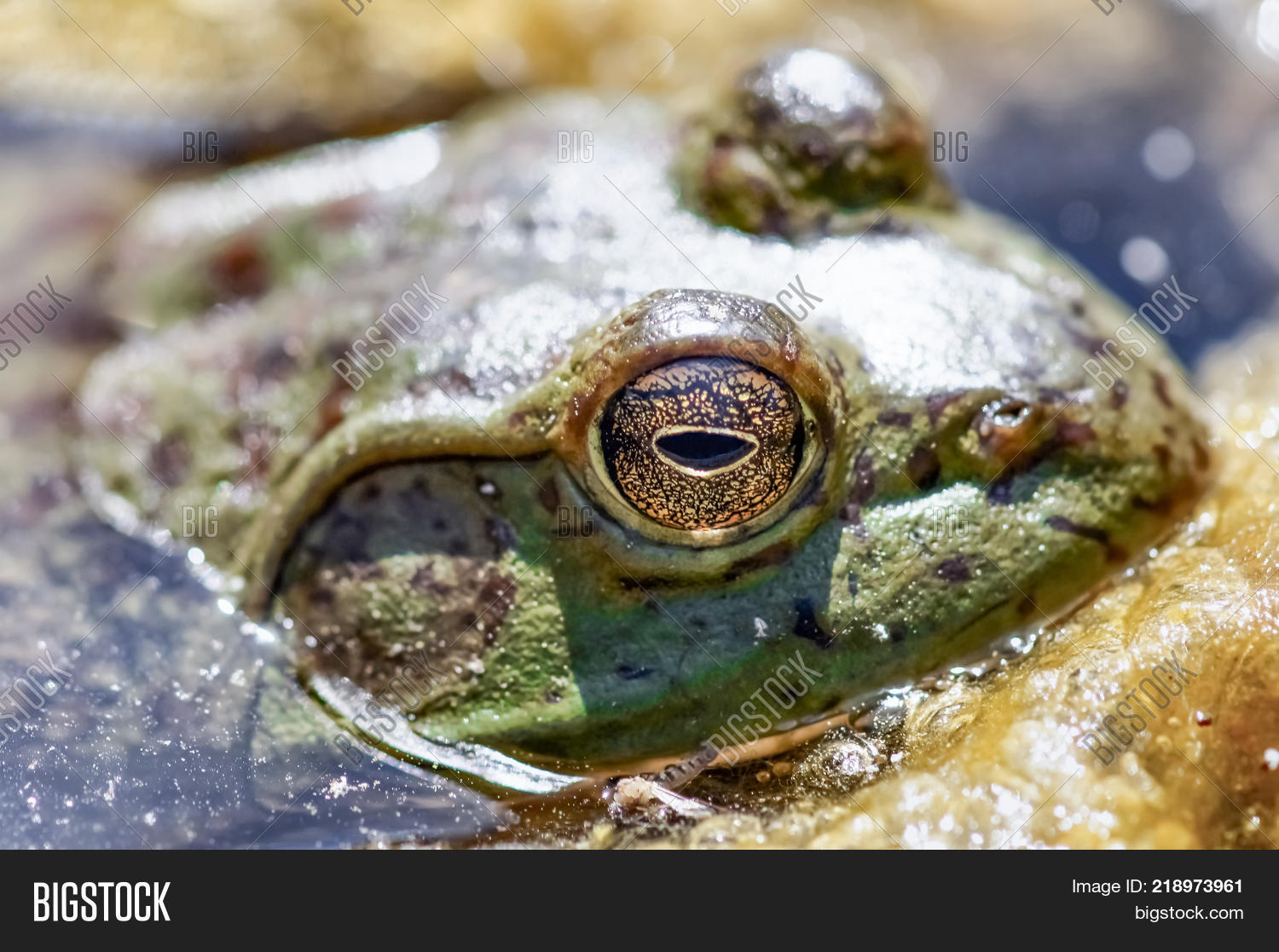American Bullfrog Head Image & Photo (Free Trial) | Bigstock