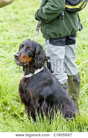 Hunting Dog Hunter Image & Photo (Free Trial) | Bigstock