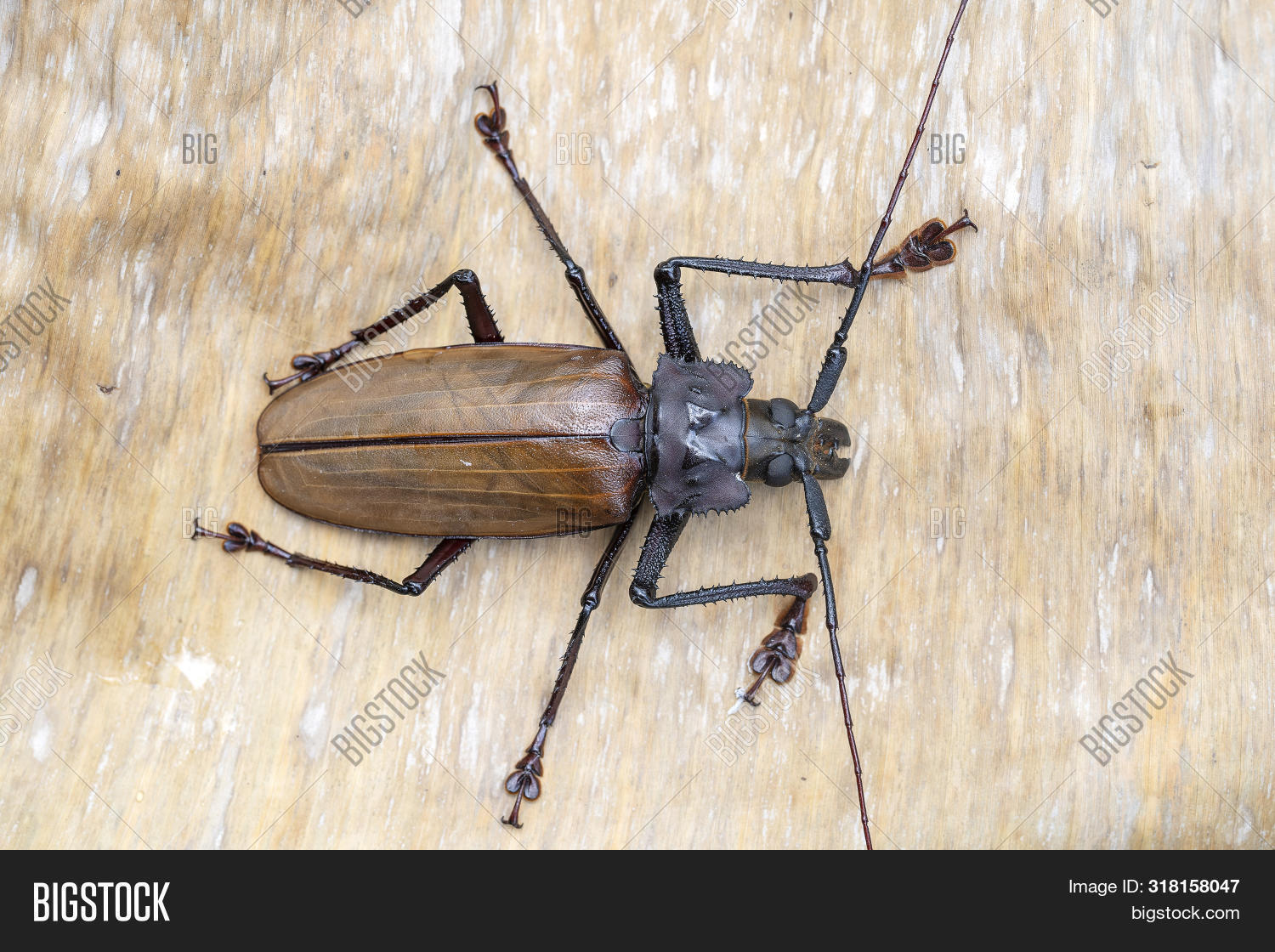 Giant Fijian Longhorn Image & Photo (Free Trial) | Bigstock