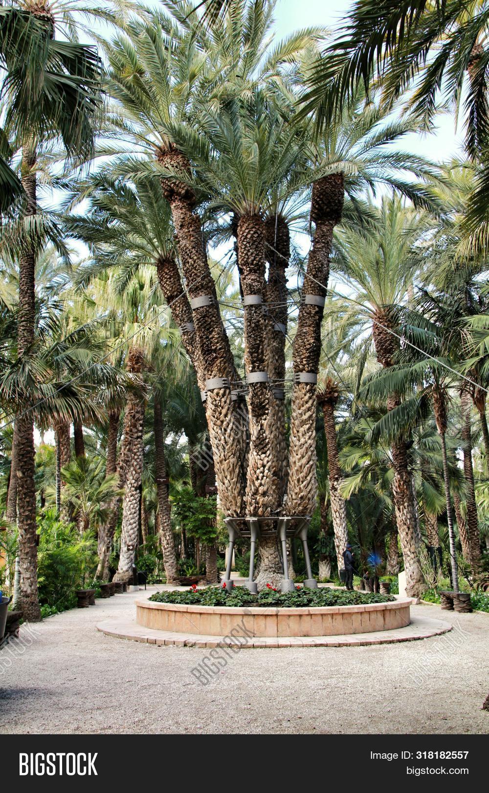 Elche, Alicante, Spain Image & Photo (Free Trial) | Bigstock