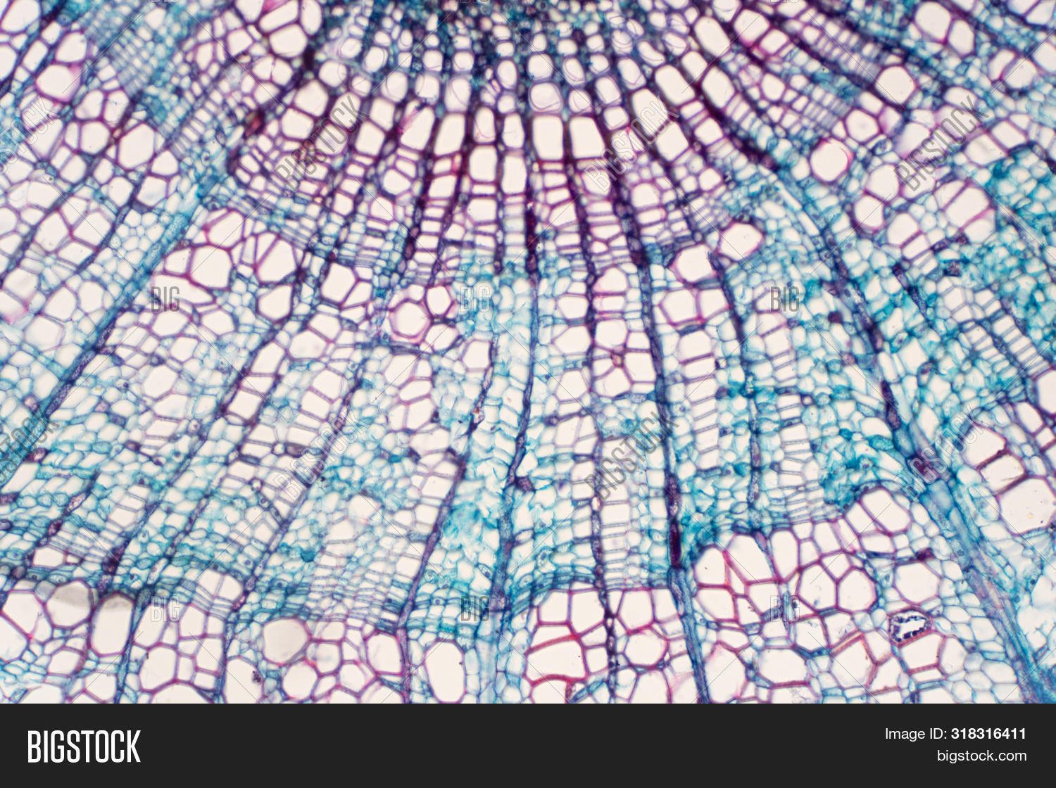 Cross Section - Xylem Image & Photo (Free Trial) | Bigstock