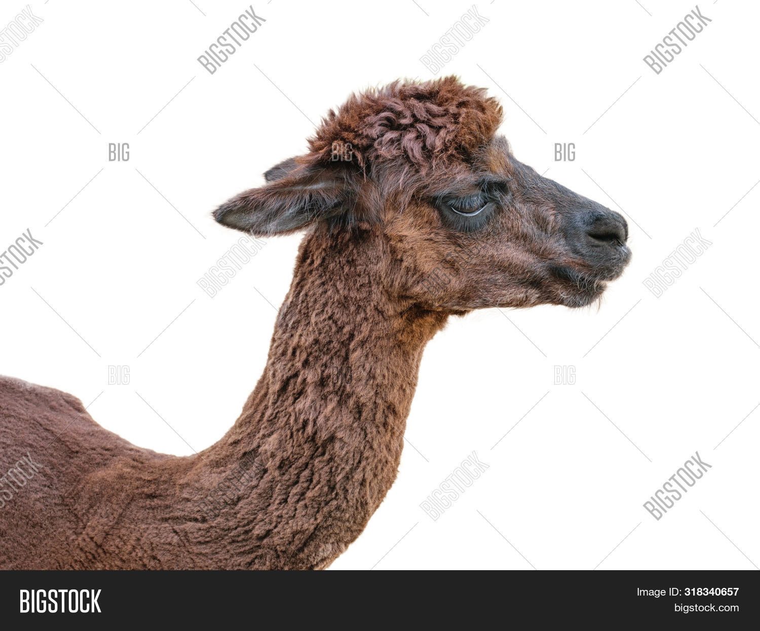 Alpaca Thick Brown Image & Photo (Free Trial) | Bigstock