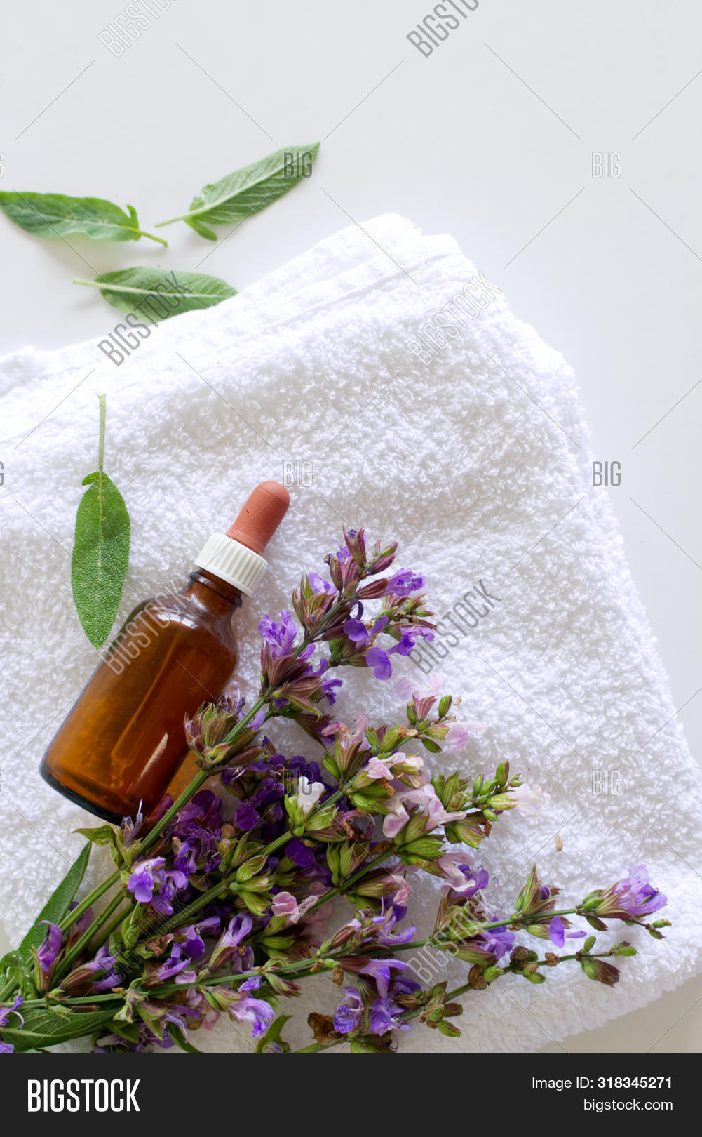 Infusion Made Sage Image & Photo (Free Trial) | Bigstock