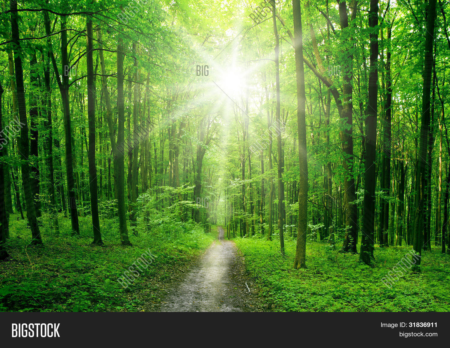 Nature Tree . Pathway Image & Photo (Free Trial) | Bigstock