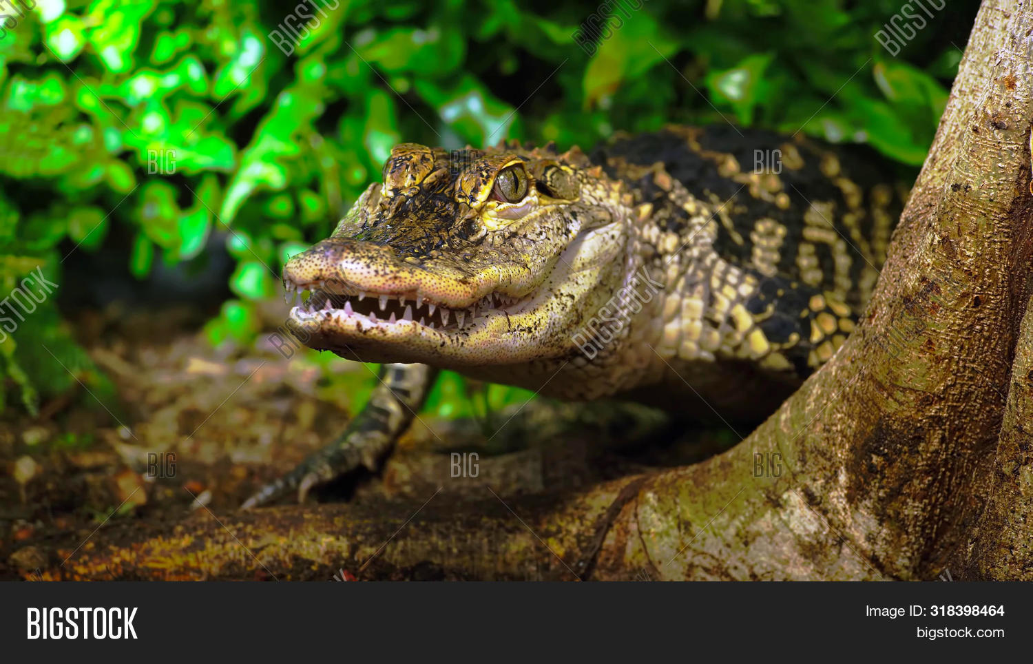 Small Crocodile Image & Photo (Free Trial) | Bigstock