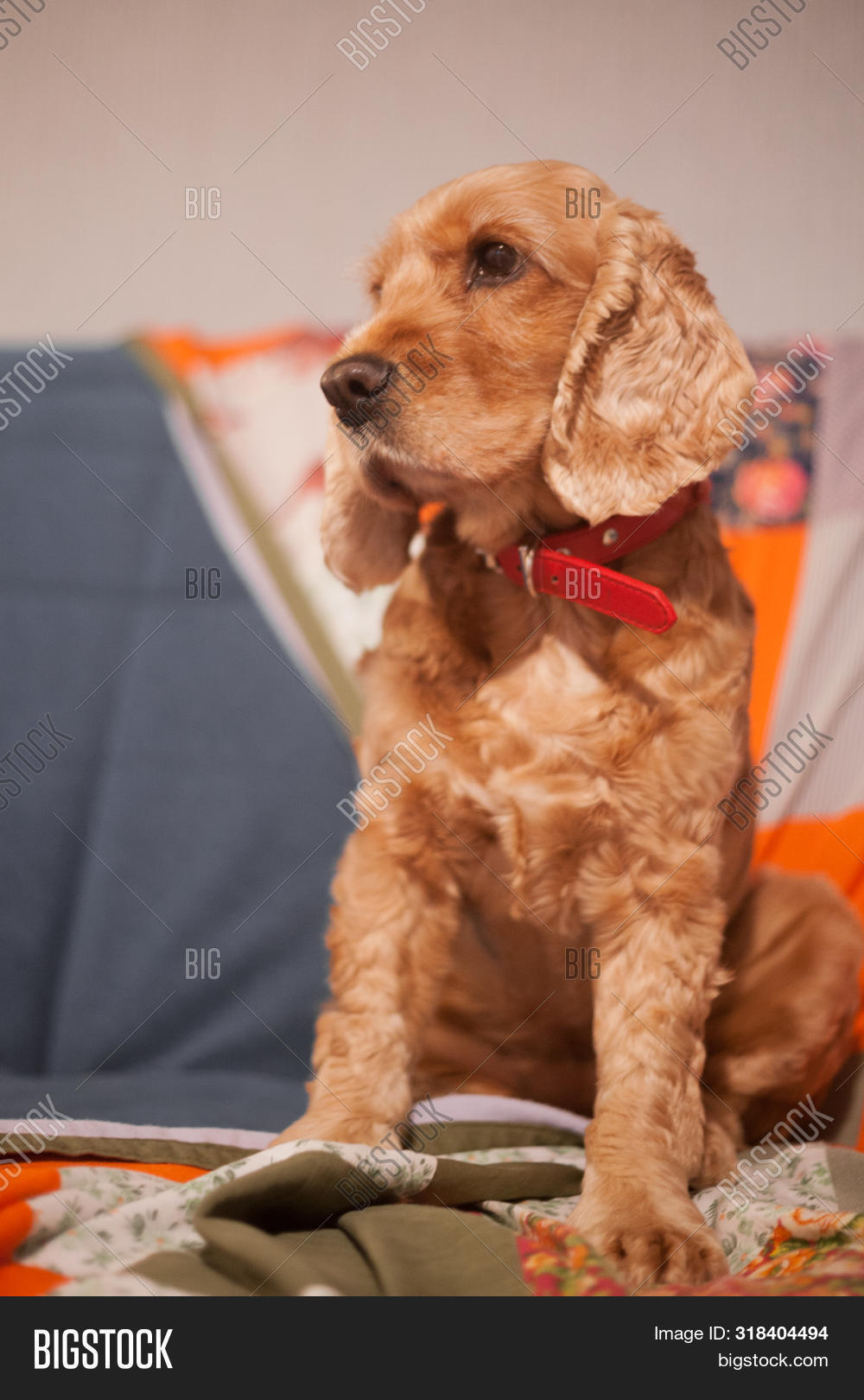 Red Spaniel Close-. Image & Photo (Free Trial) | Bigstock