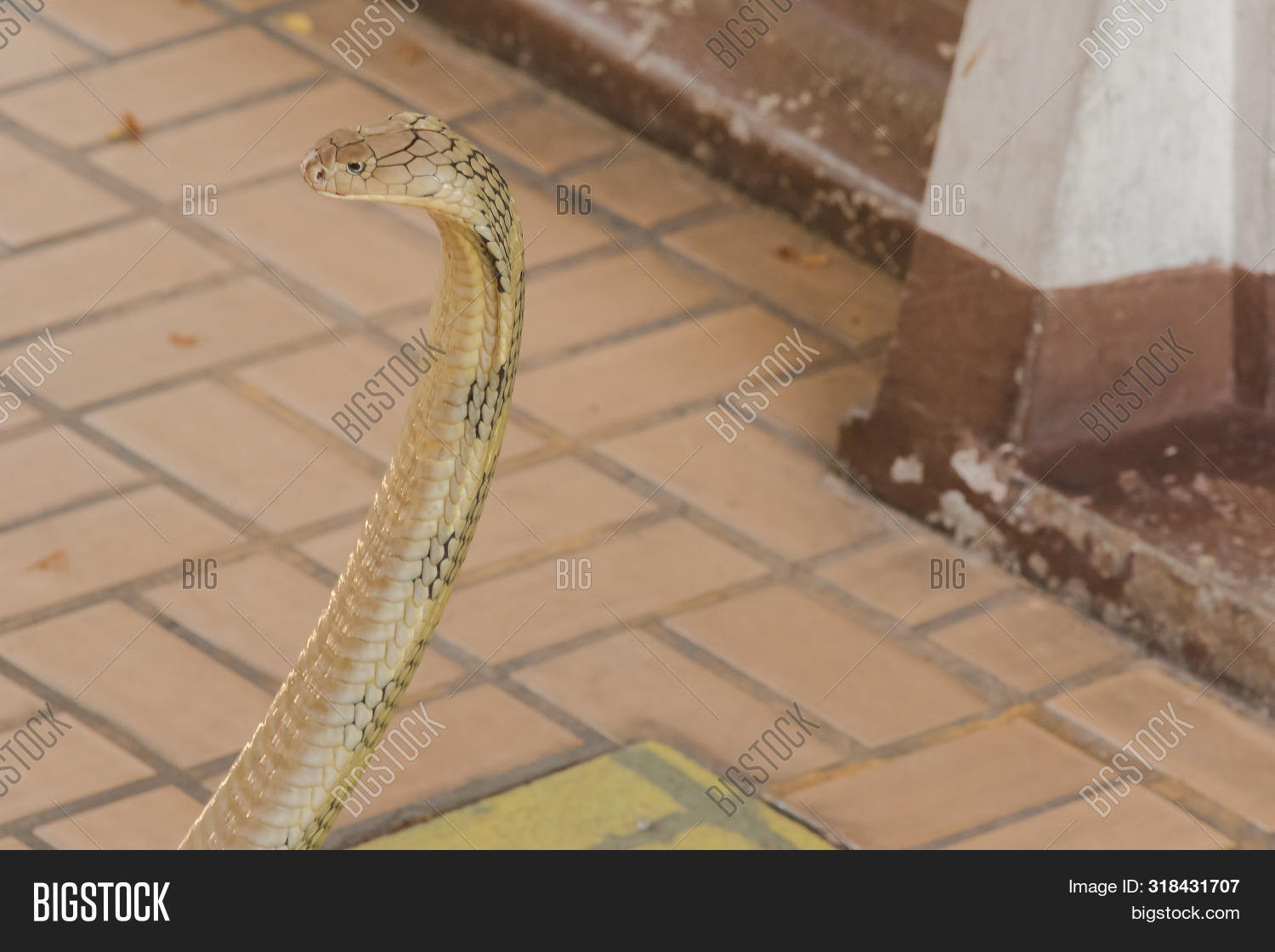 King Cobra Raising His Image & Photo (Free Trial) | Bigstock