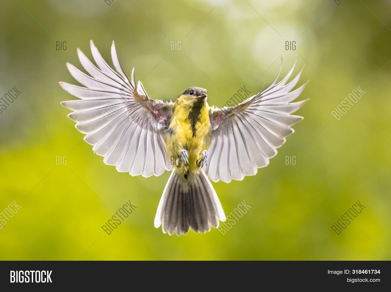 Bird Flight. Great Tit Image & Photo (Free Trial) | Bigstock