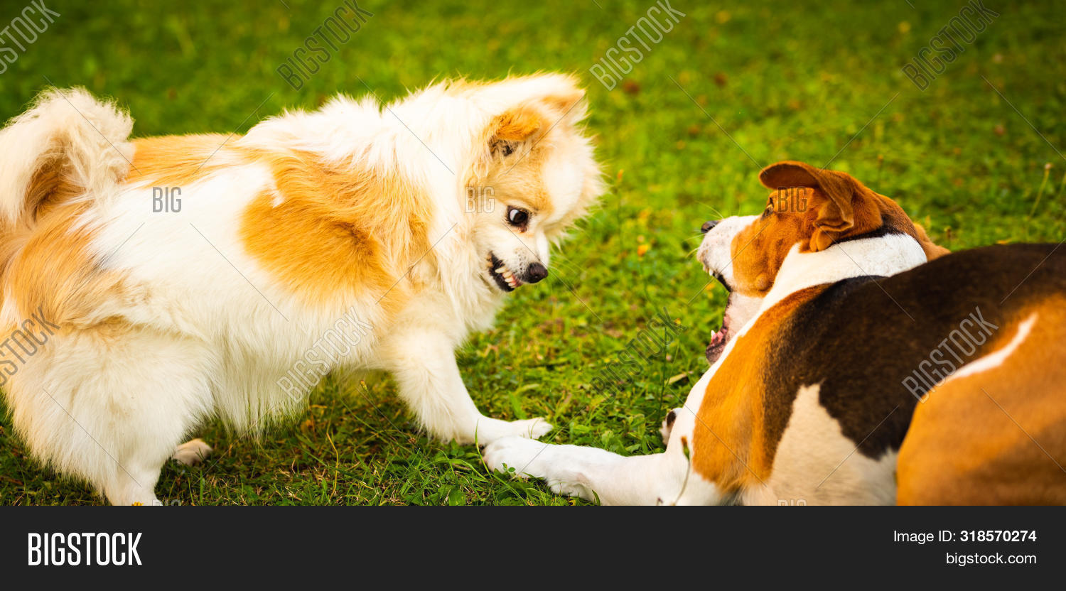 Two Dogs Playing On Image & Photo (Free Trial) | Bigstock