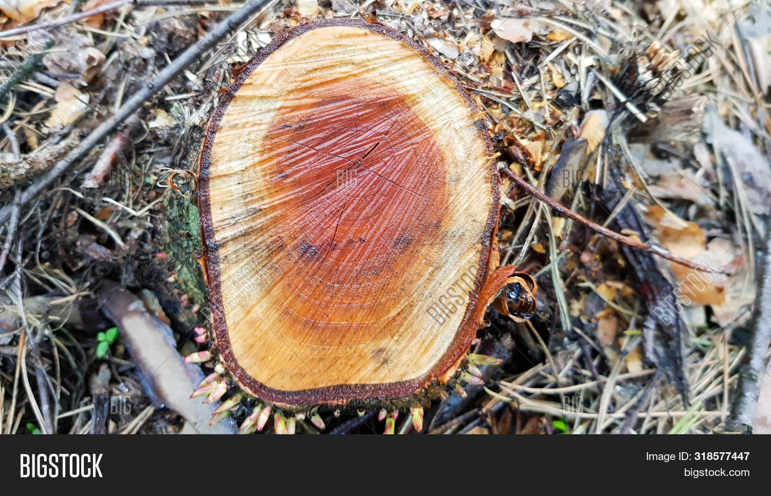 Dead Tree Stump On Image & Photo (Free Trial) | Bigstock
