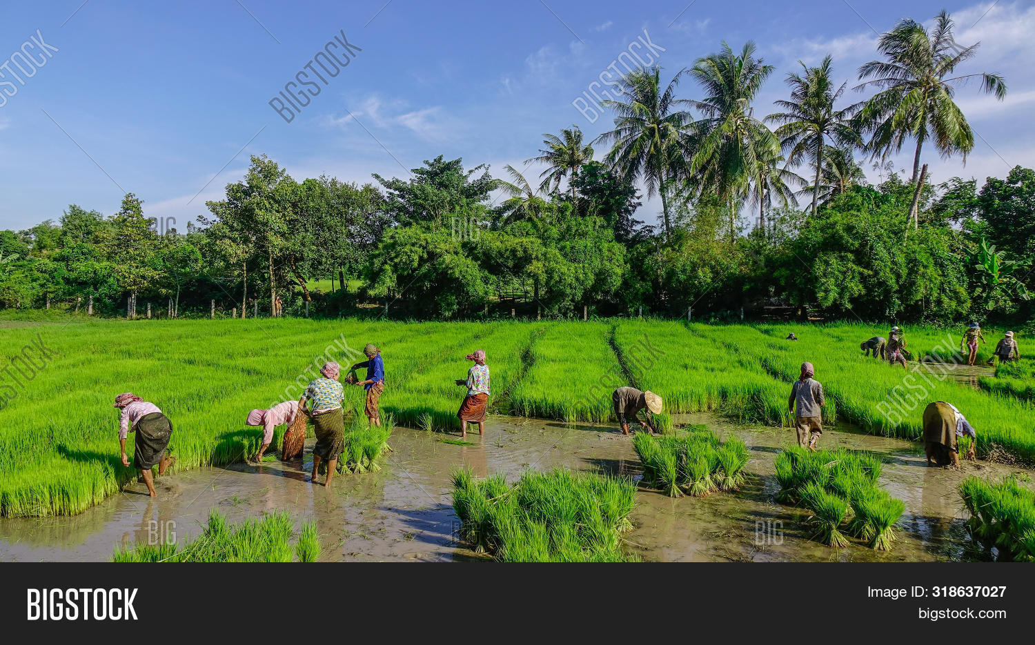 People Working On Rice Image & Photo (Free Trial) | Bigstock