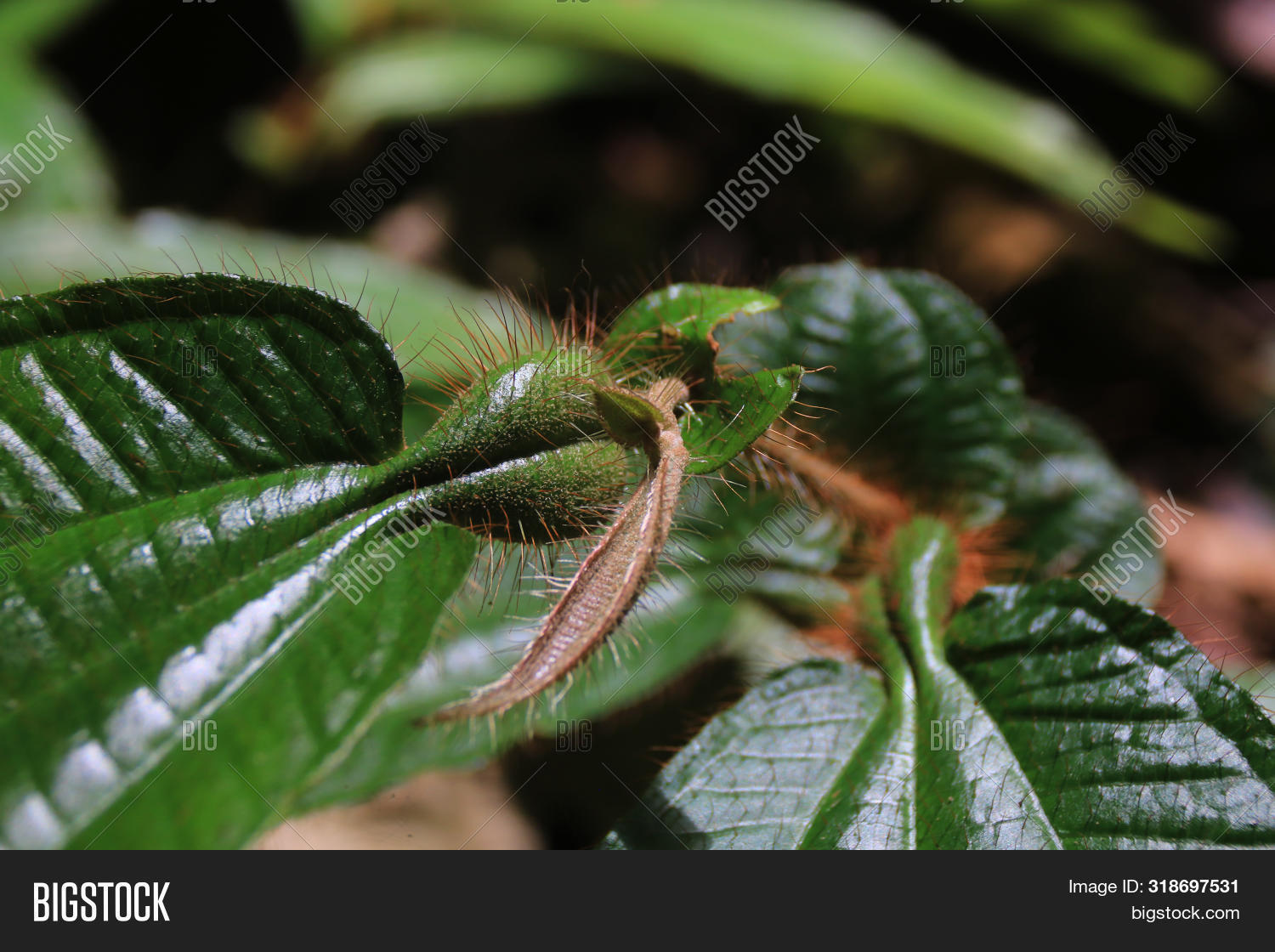 Close Anesthesia Plant Image & Photo (Free Trial) | Bigstock