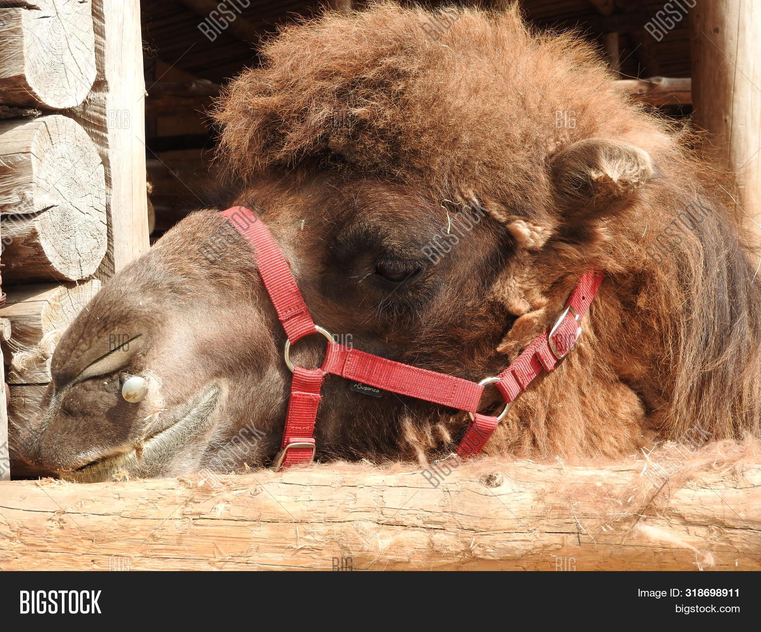 Older Male Camel Image & Photo (Free Trial) | Bigstock