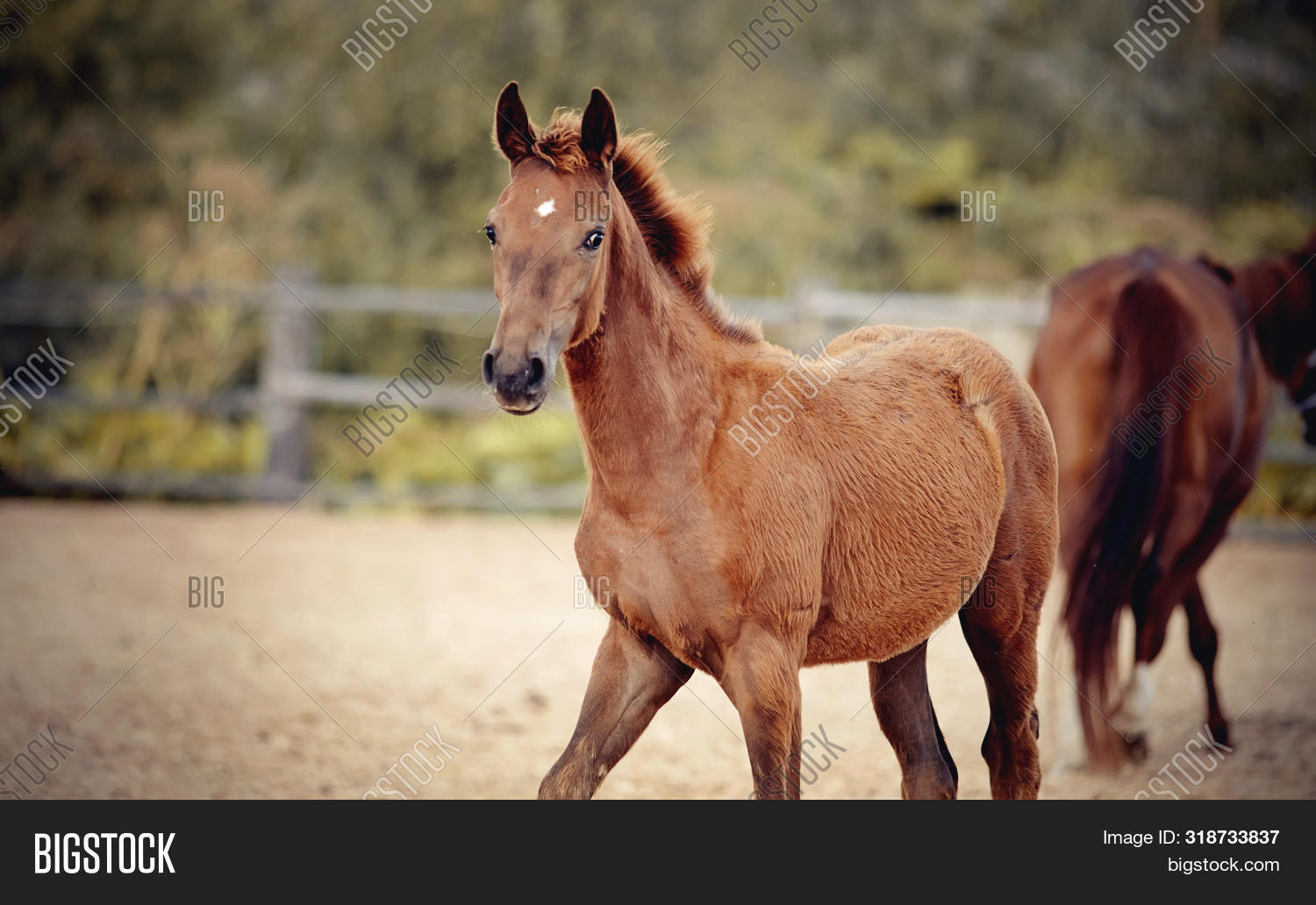 Portrait Red Foal Image & Photo (Free Trial) | Bigstock