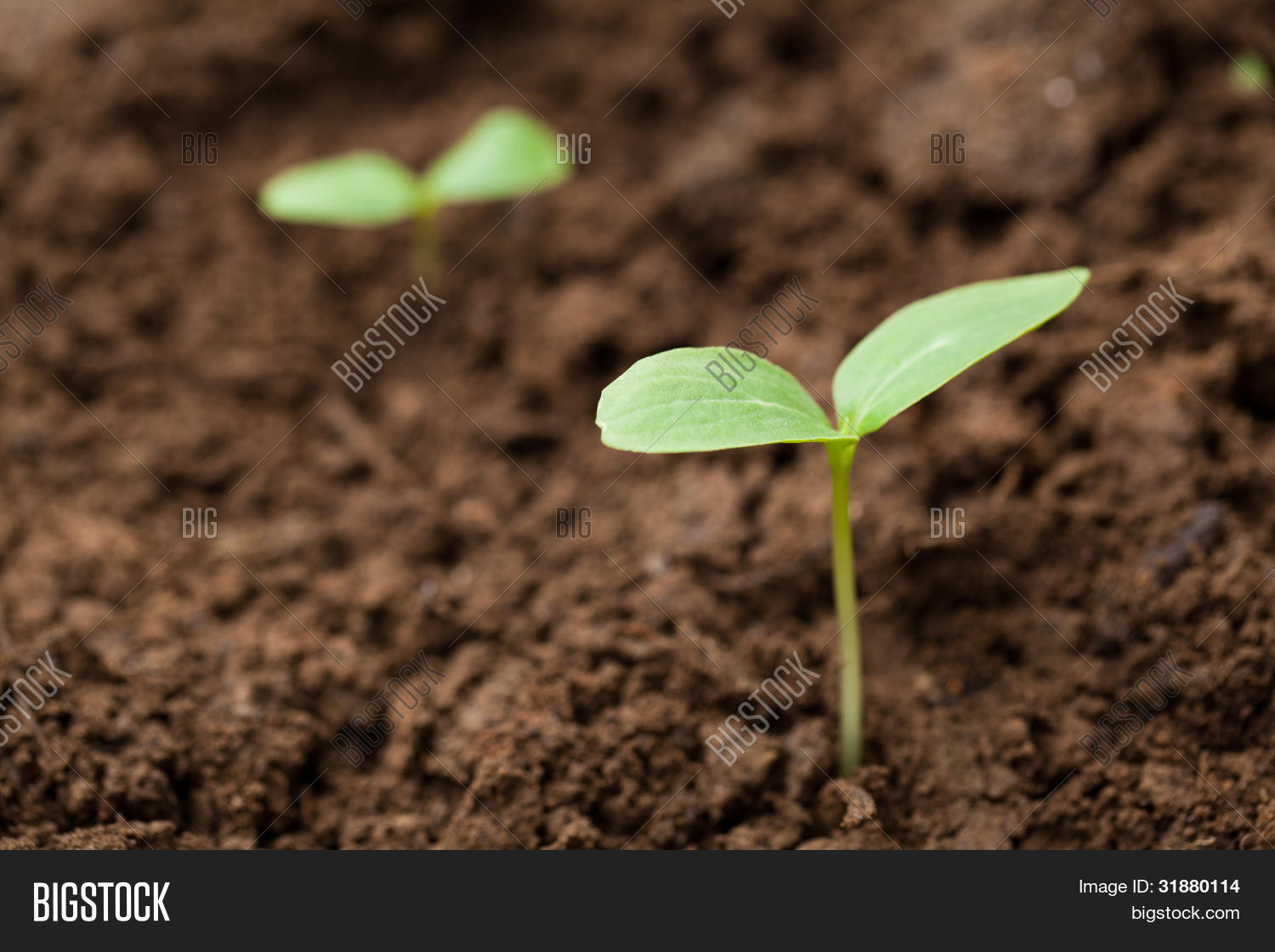 Sprout Growing Out Image & Photo (Free Trial) | Bigstock