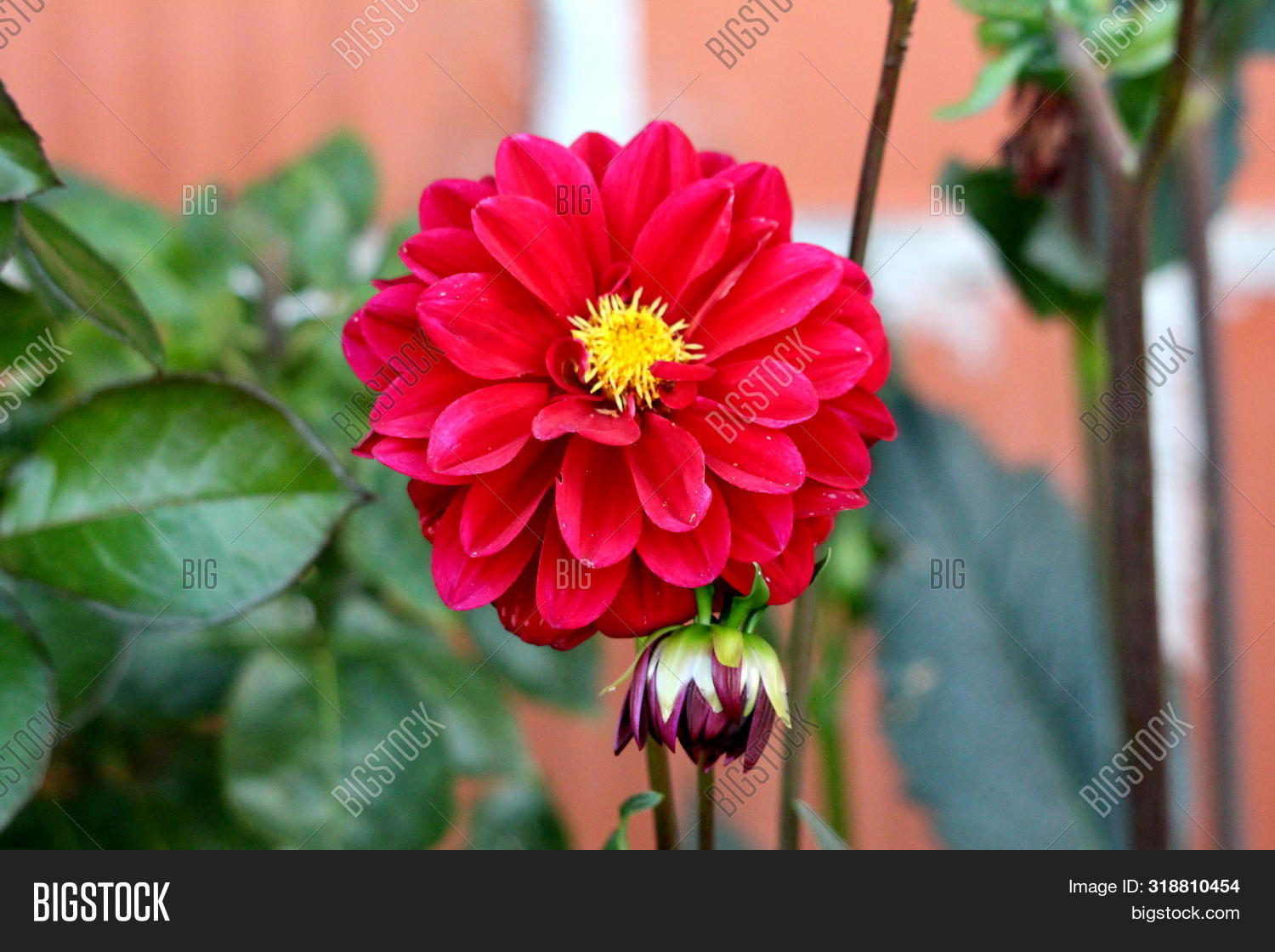 Fully Open Blooming Image & Photo (Free Trial) | Bigstock