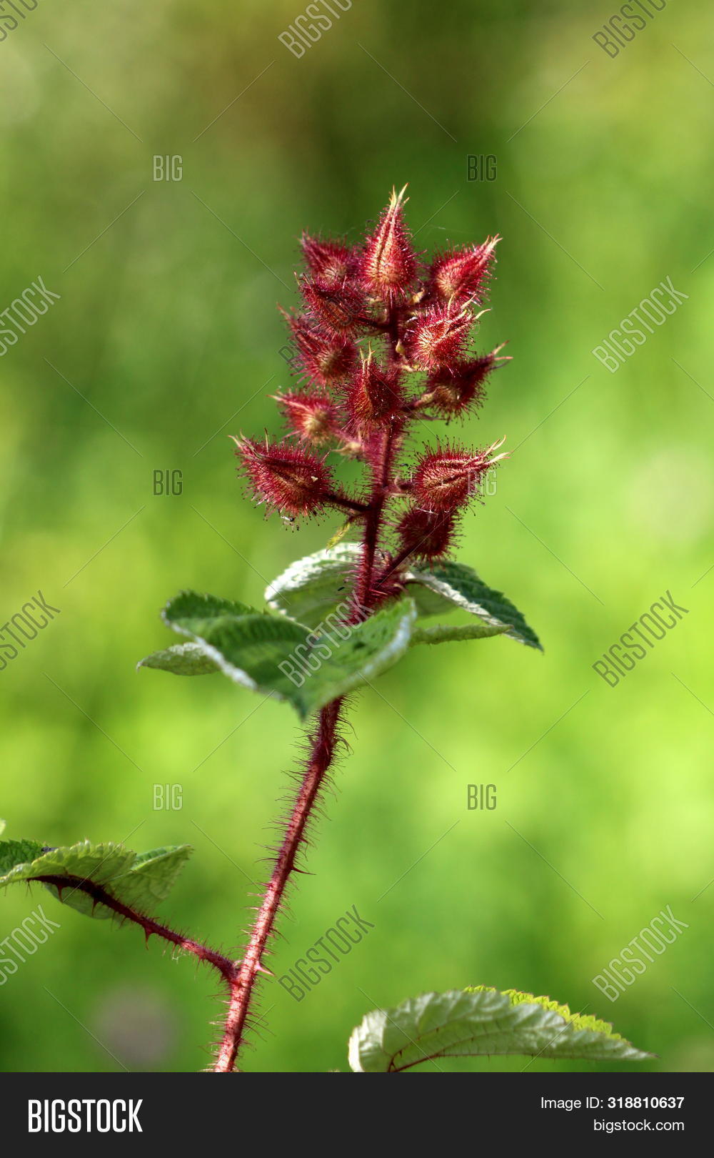 Japanese Wineberry Image & Photo (Free Trial) | Bigstock