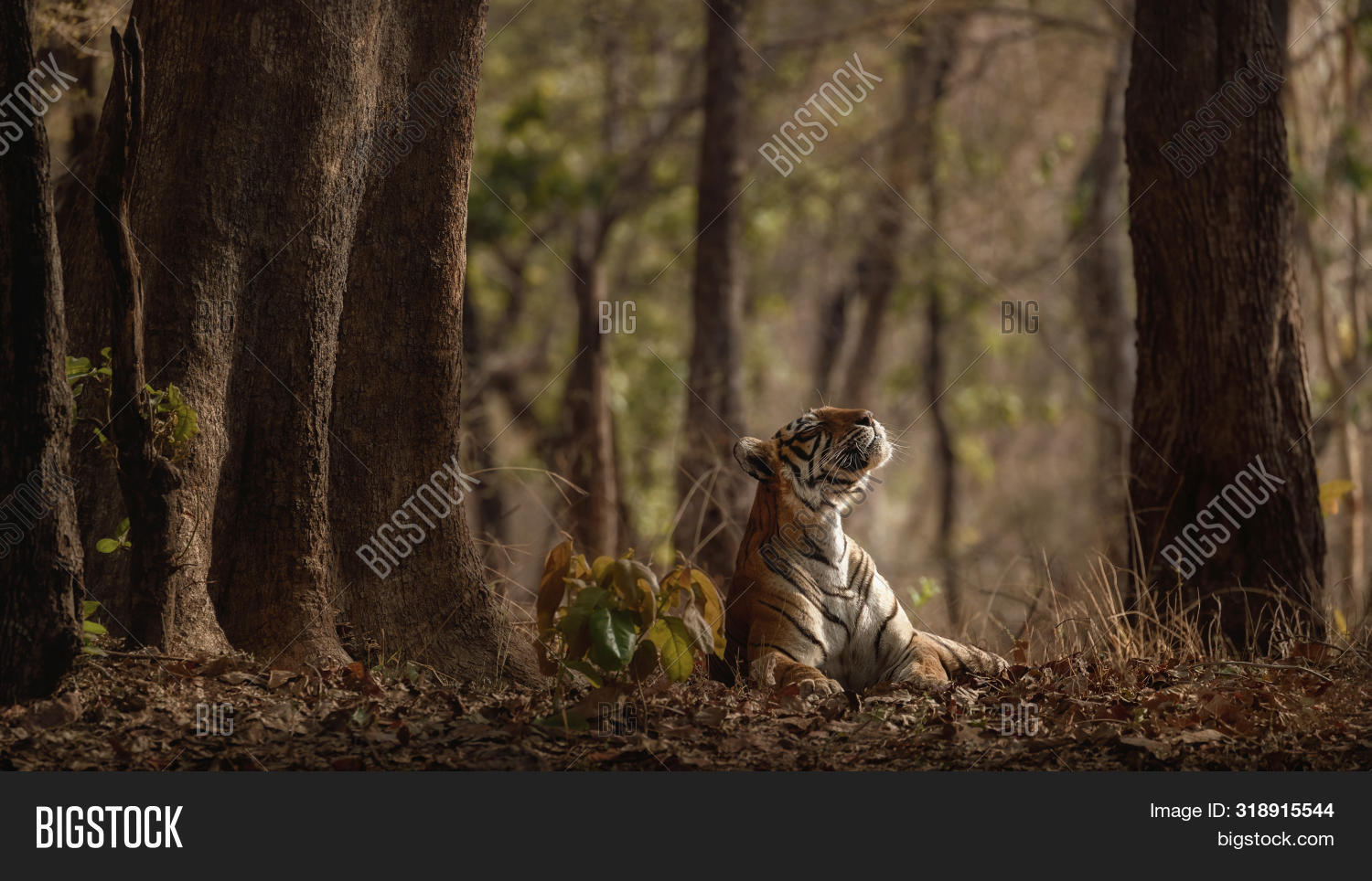 Amazing Tiger Nature Image & Photo (Free Trial) | Bigstock