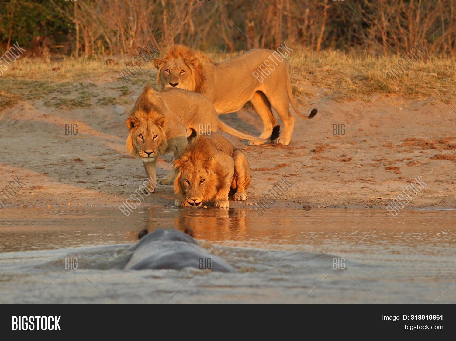 African Lion Portrait Image & Photo (Free Trial) | Bigstock
