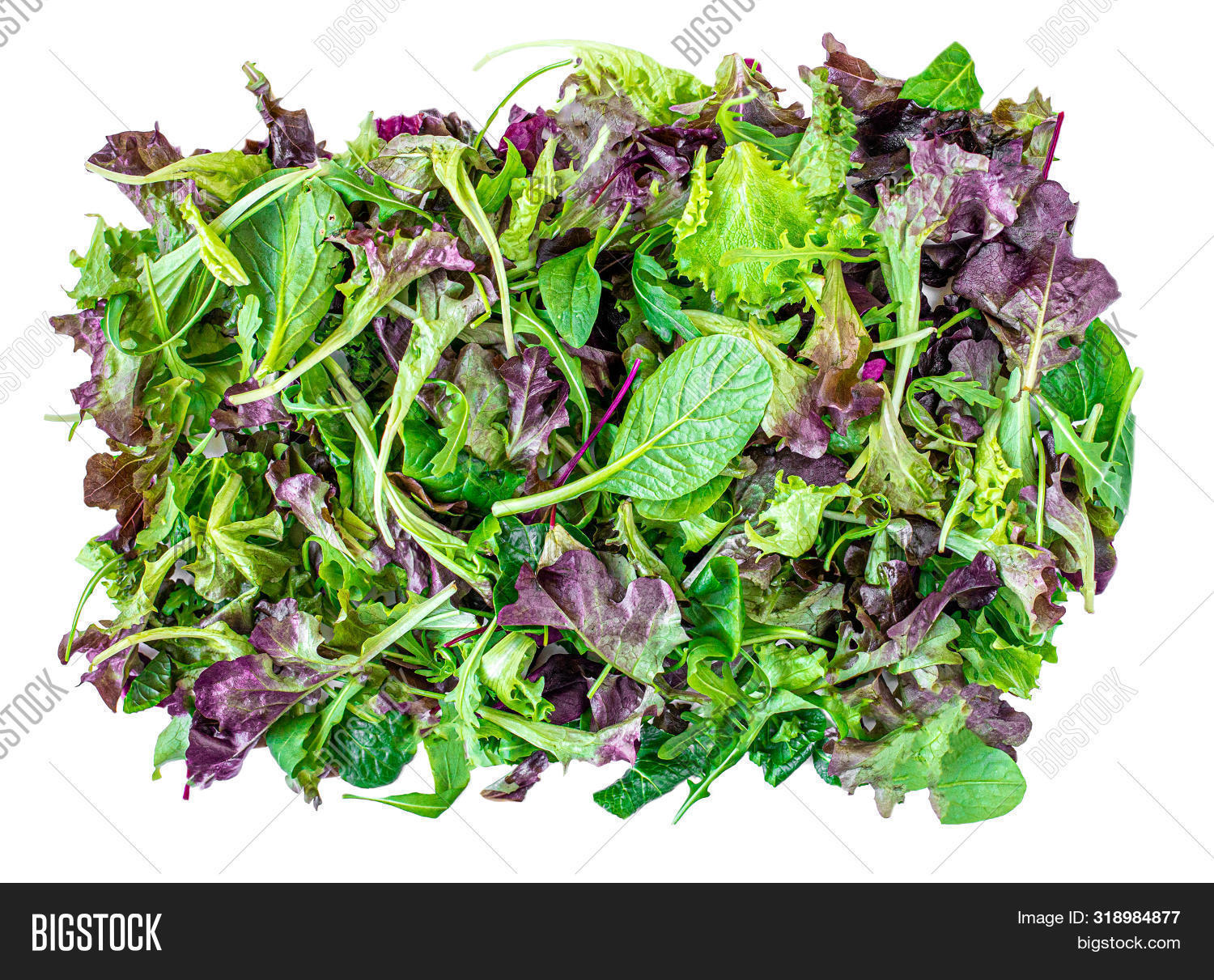 Mix Fresh Leaves Image & Photo (Free Trial) | Bigstock