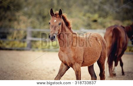 Portrait Red Foal Image & Photo (Free Trial) | Bigstock
