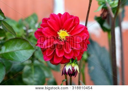 Fully Open Blooming Image & Photo (Free Trial) | Bigstock