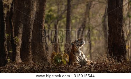 Amazing Tiger Nature Image & Photo (Free Trial) | Bigstock