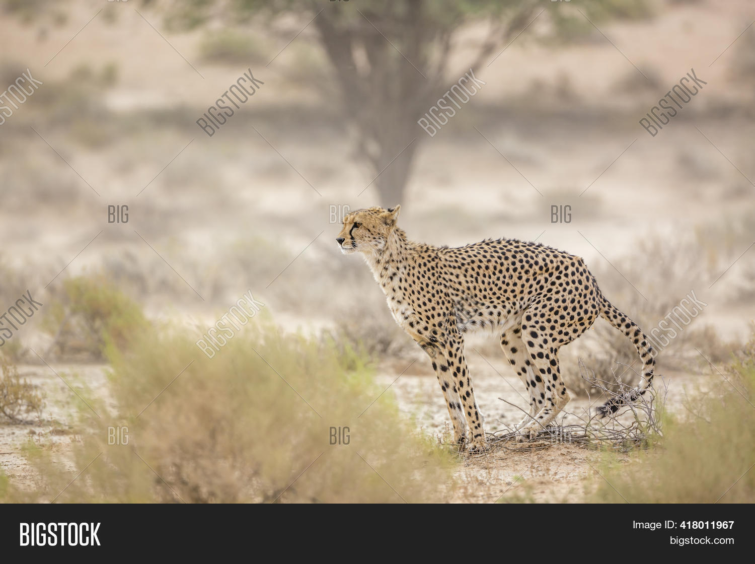 Cheetah Dropping Image & Photo (Free Trial) | Bigstock