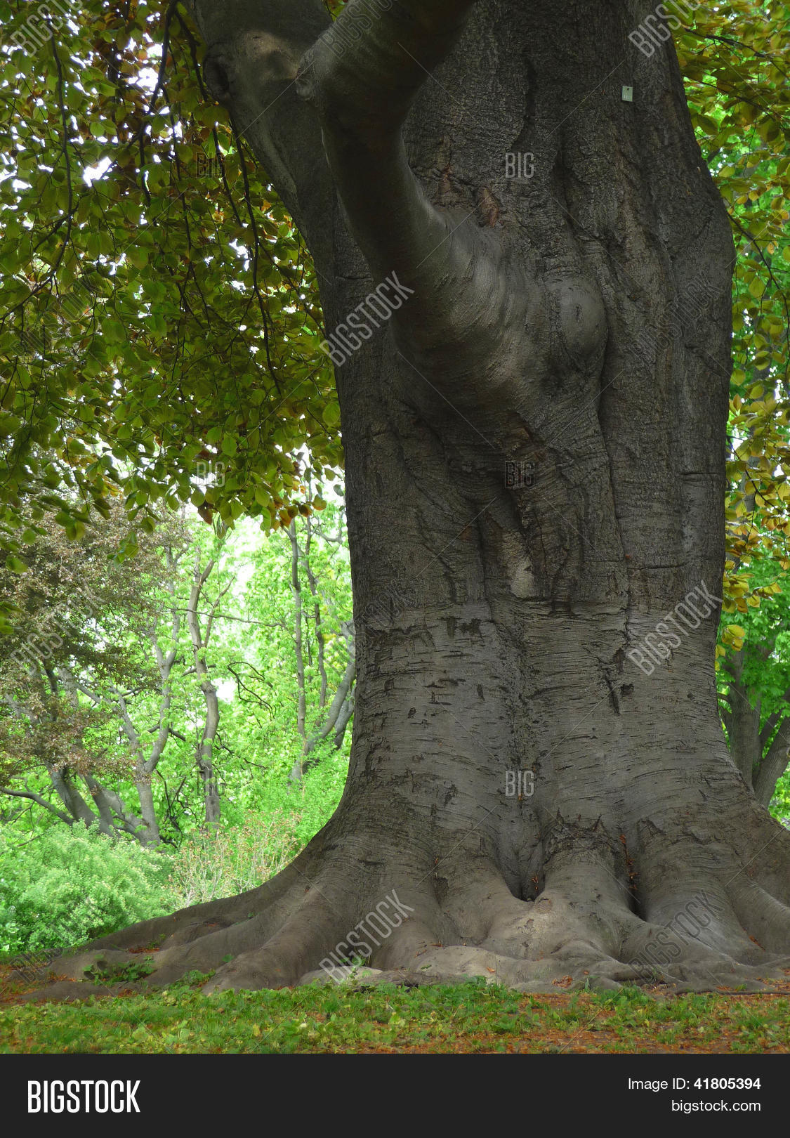 Old Beech Tree Image & Photo (Free Trial) | Bigstock