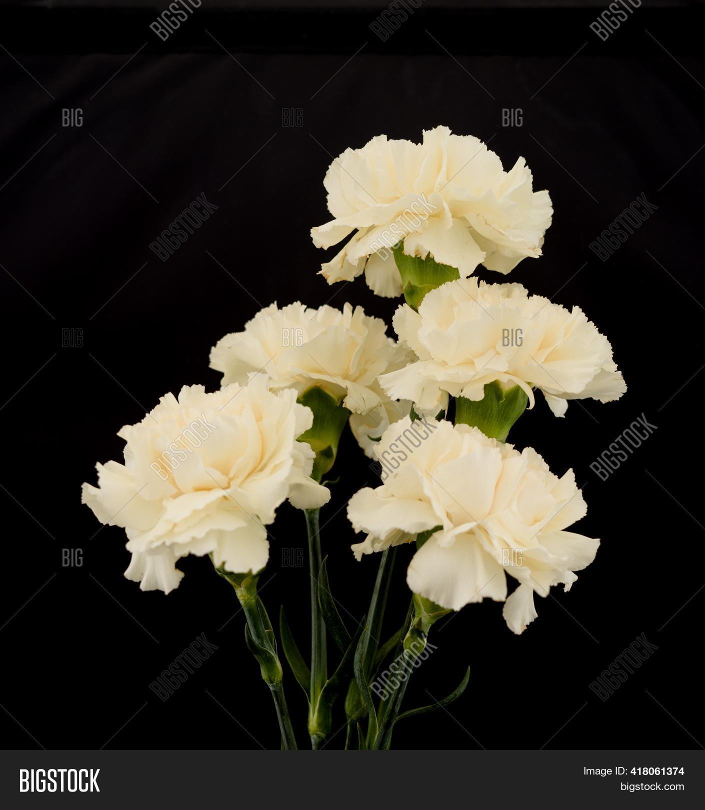 Different Types Image & Photo (Free Trial) | Bigstock