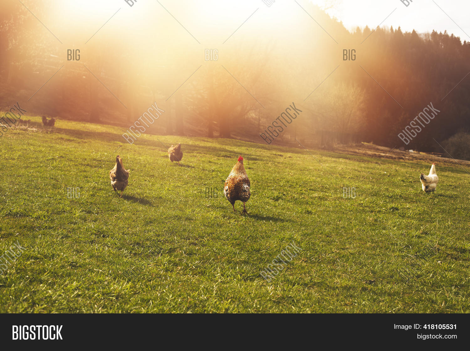 Hens Grazing Green Image & Photo (Free Trial) | Bigstock