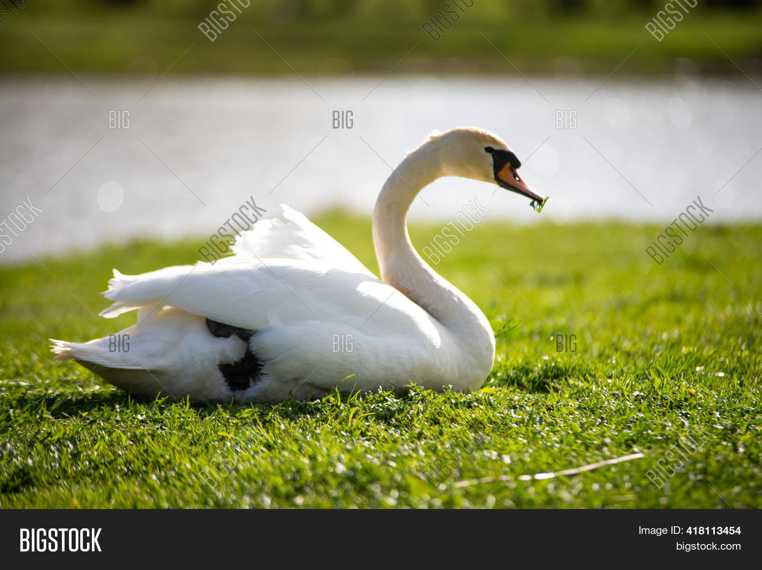 White Swan Eats Grass Image & Photo (Free Trial) | Bigstock