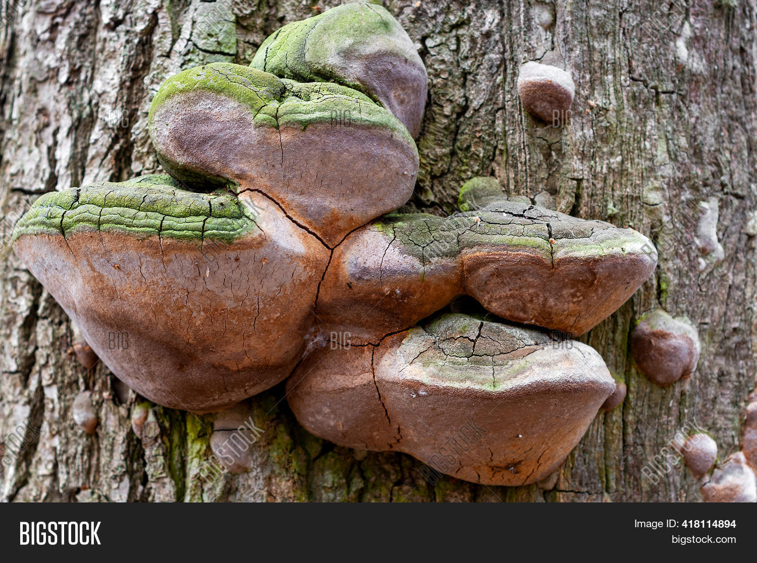 Fungus Parasite Image & Photo (Free Trial) | Bigstock