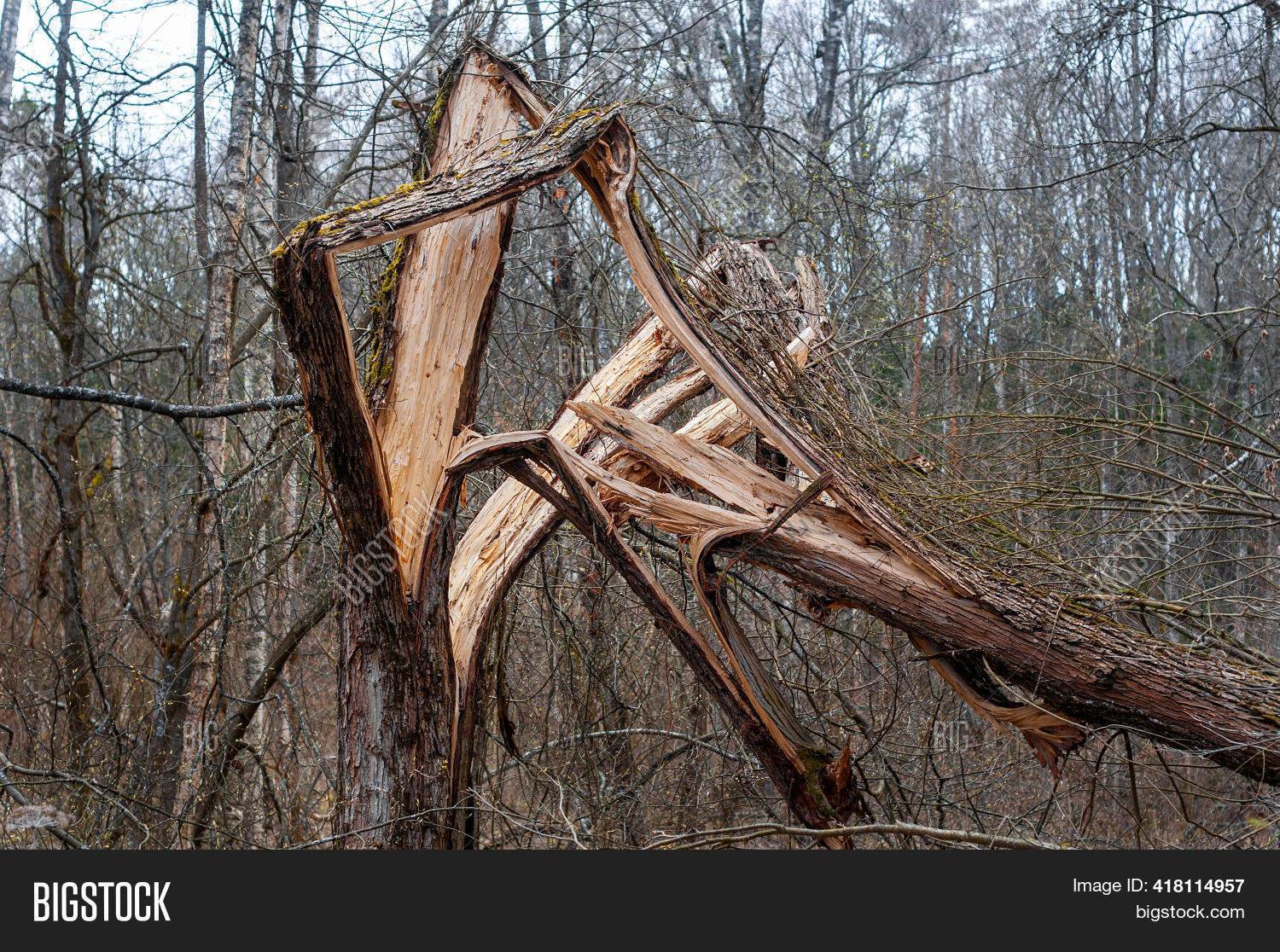 Old Dead Fallen Tree. Image & Photo (Free Trial) | Bigstock