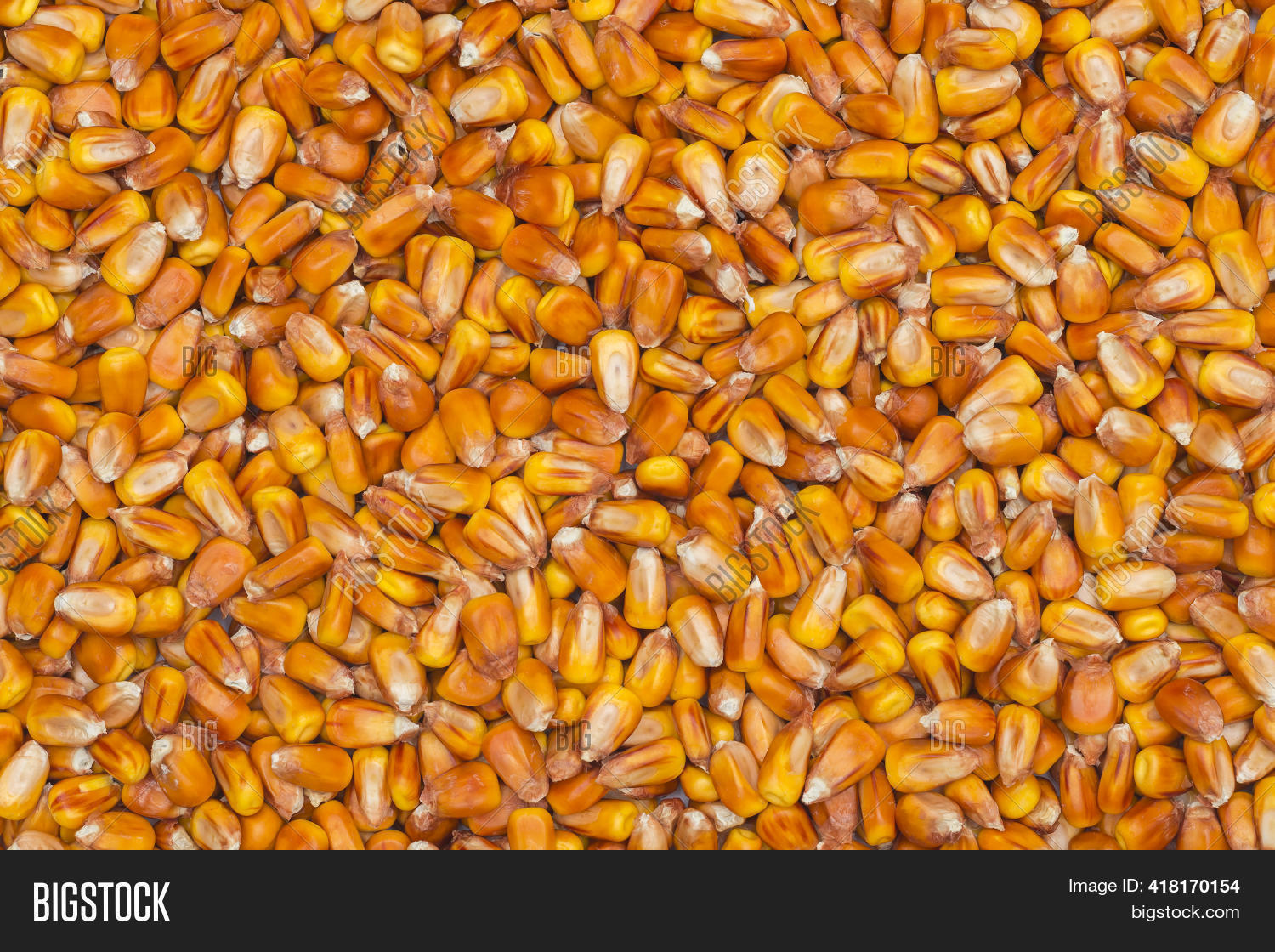 Full Frame Raw Corn Image & Photo (Free Trial) | Bigstock