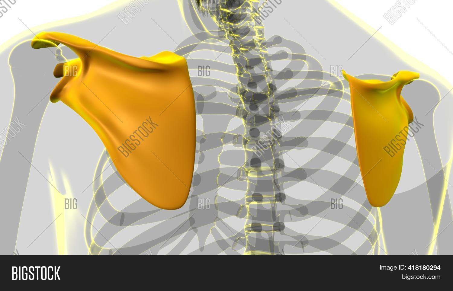 Human Skeleton Anatomy Image & Photo (Free Trial) | Bigstock