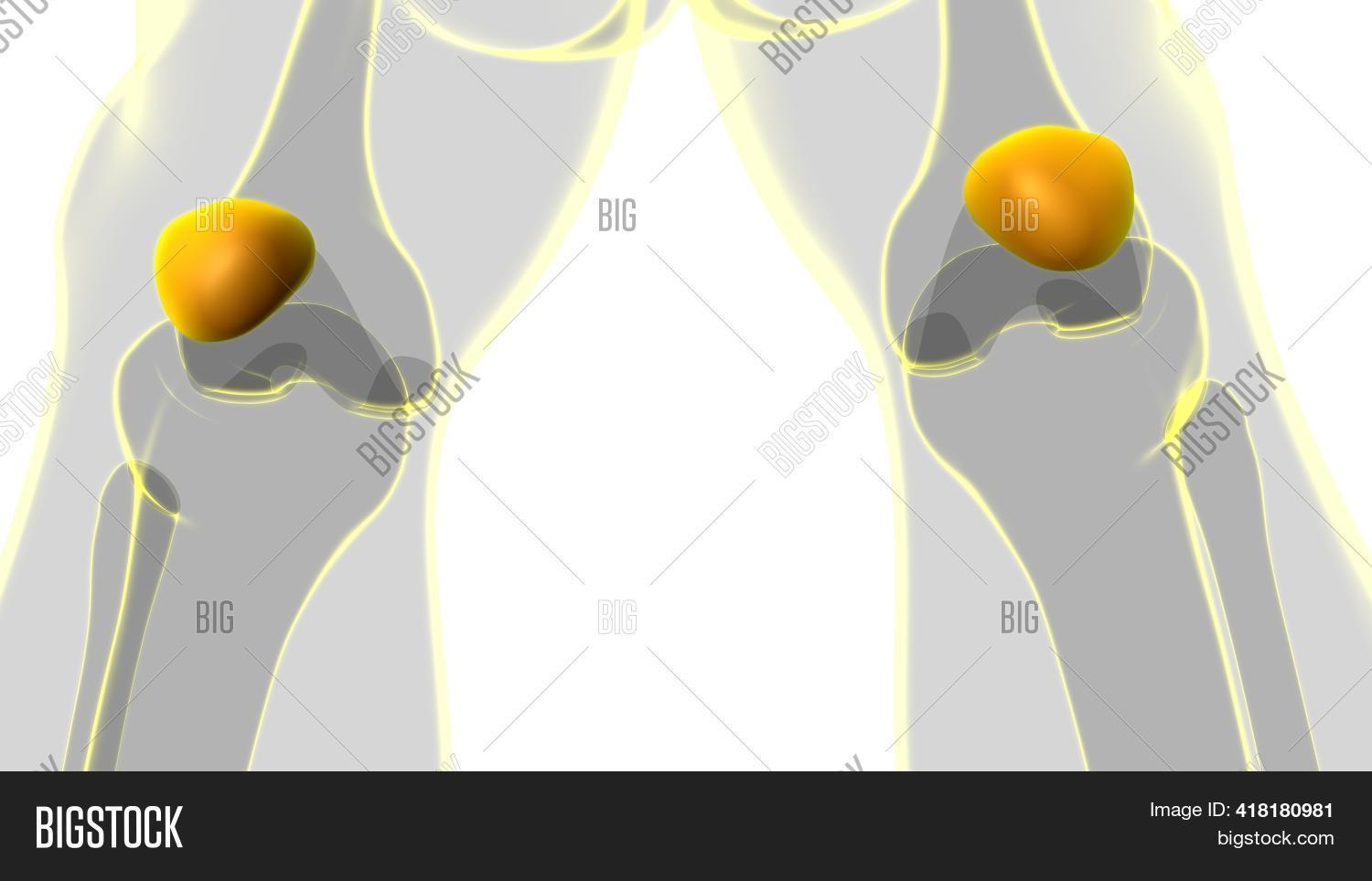 Human Skeleton Anatomy Image & Photo (Free Trial) | Bigstock