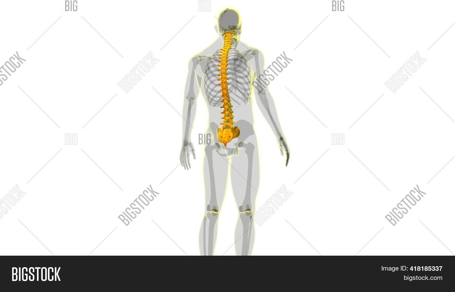 Human Skeleton Image Photo Free Trial Bigstock human-skeleton-image-photo-free-trial-bigstock