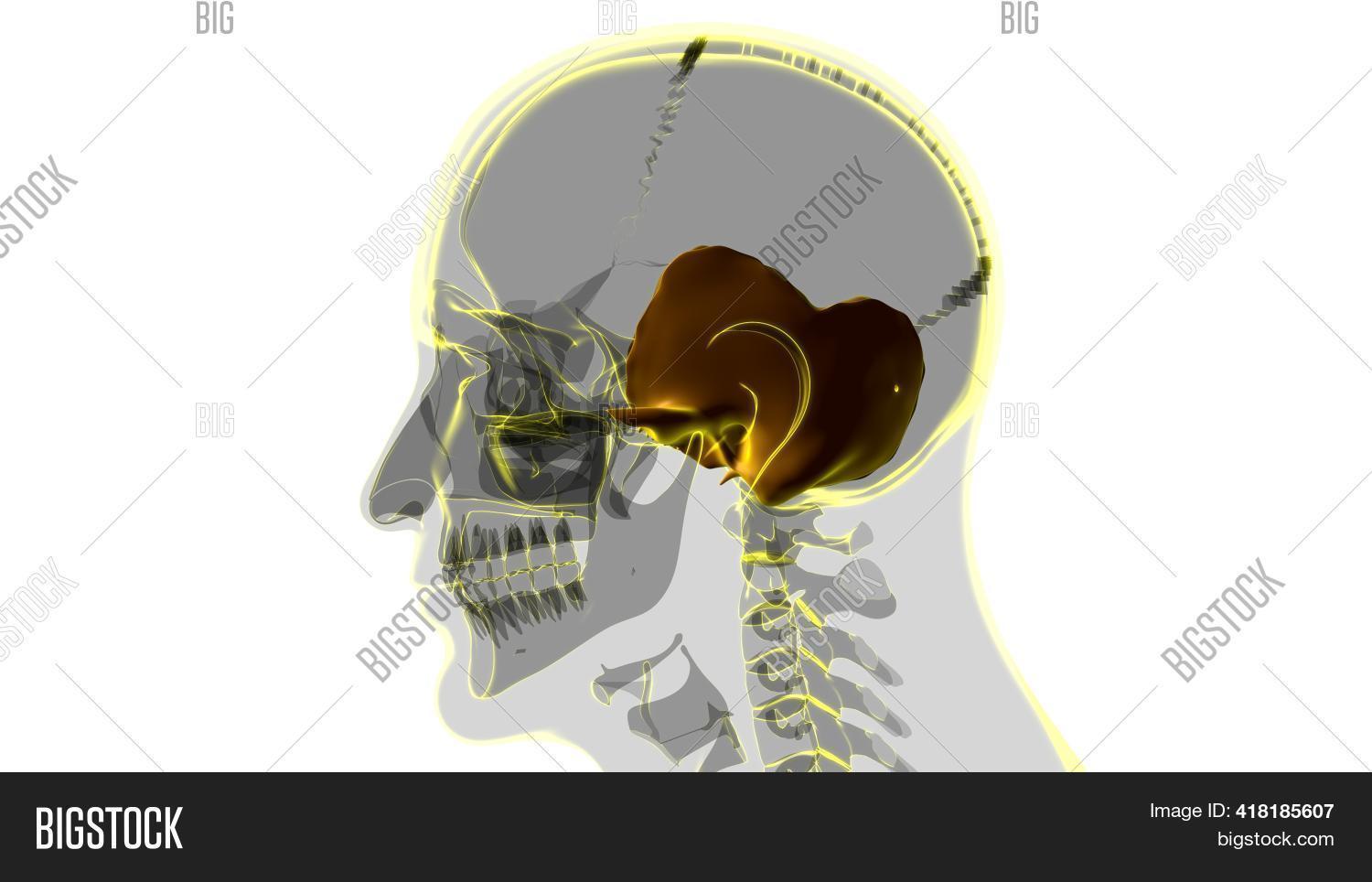 Human Skeleton Skull Image & Photo (Free Trial) | Bigstock