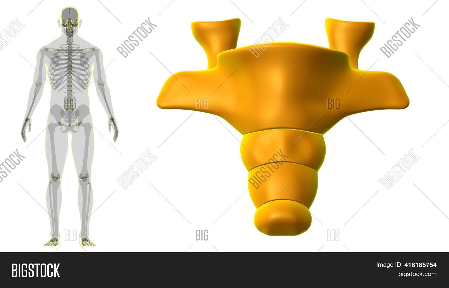 Human Skeleton Image & Photo (Free Trial) | Bigstock