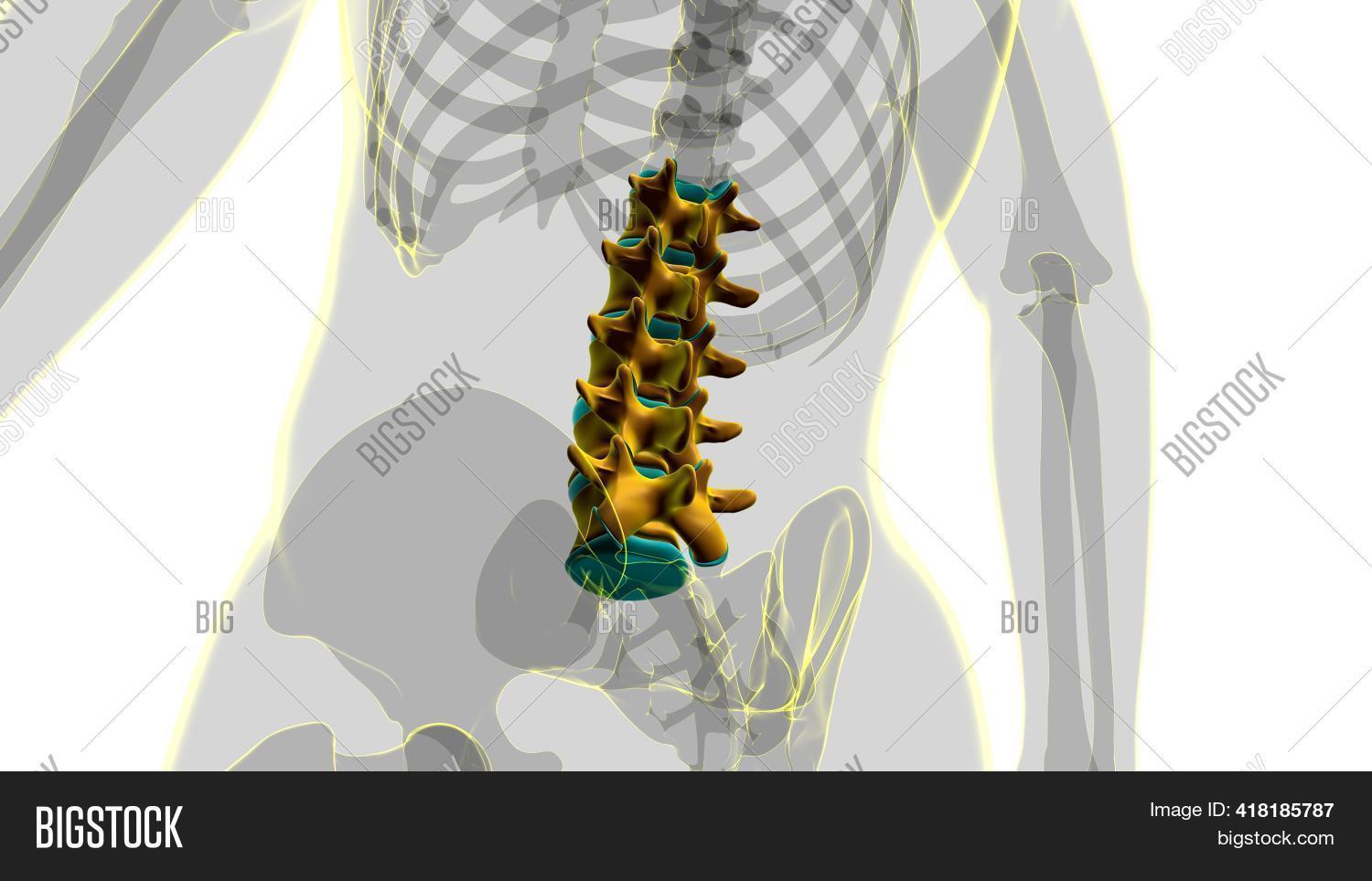 Human Skeleton Image & Photo (Free Trial) | Bigstock